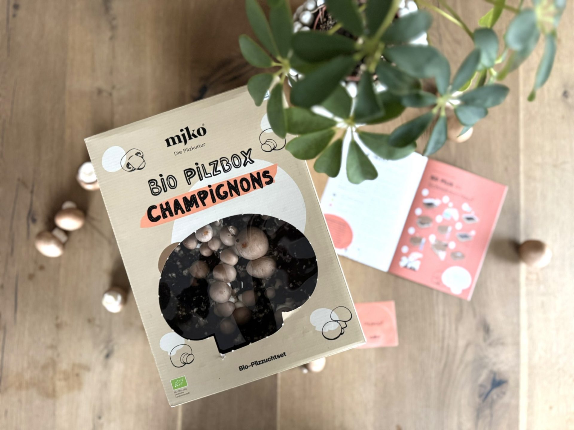 Team: Bio Pilze Zuchtanlage - Mjko Pilzkultur