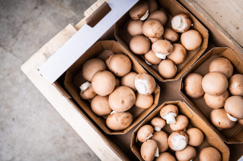 Champignonzucht: Zucht von Bio Champignons - Mjko