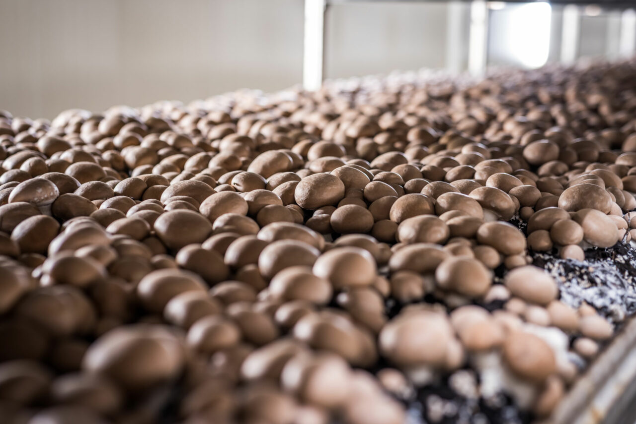 Team: Bio Pilze Zuchtanlage - Mjko Pilzkultur