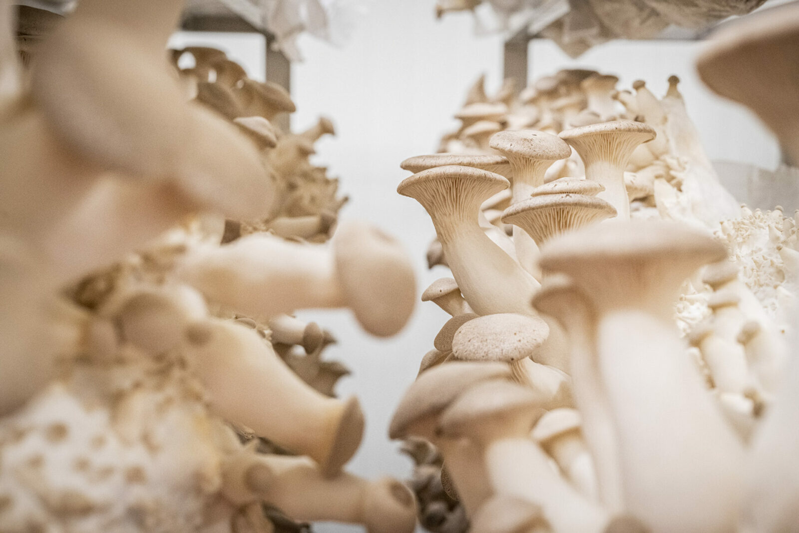 Edelpilzzucht: Deutsche Edelpilze von der Bio Pilzzucht - Mjko