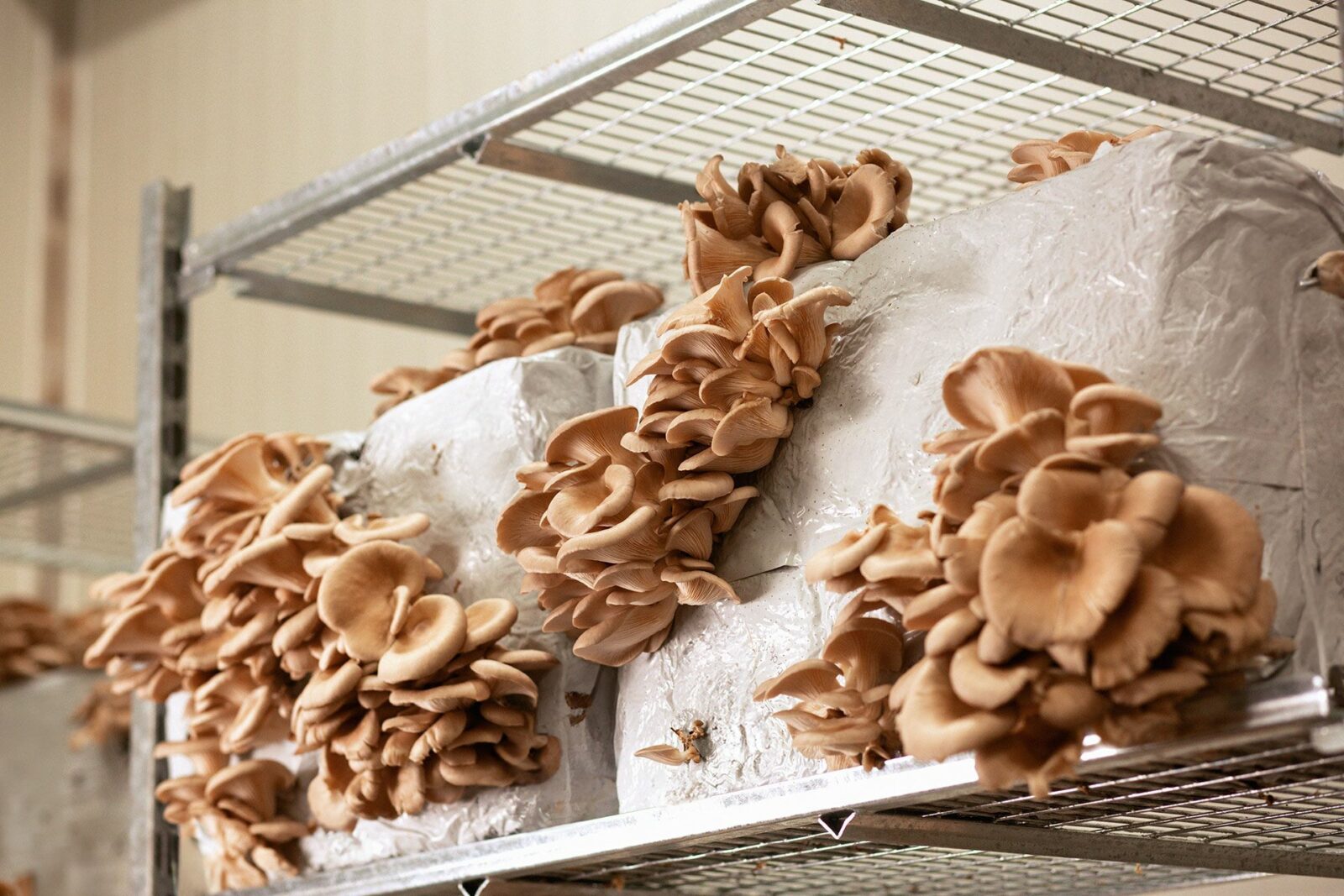 Champignonzucht: Zucht von Bio Champignons - Mjko