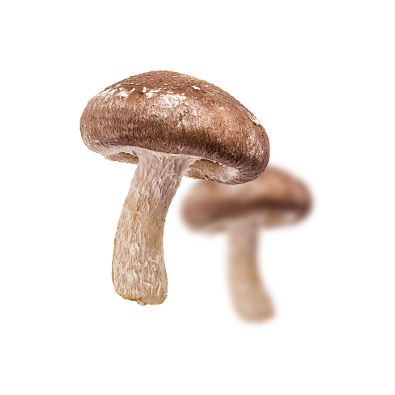 Mjko | Bio Pilzzucht: Edelpilze & Champignon Zuchtbetrieb