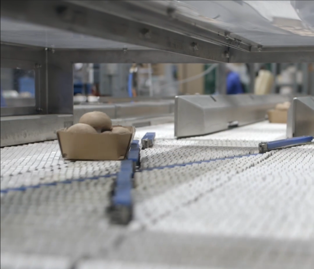 Mjko | Bio Pilzzucht: Edelpilze & Champignon Zuchtbetrieb